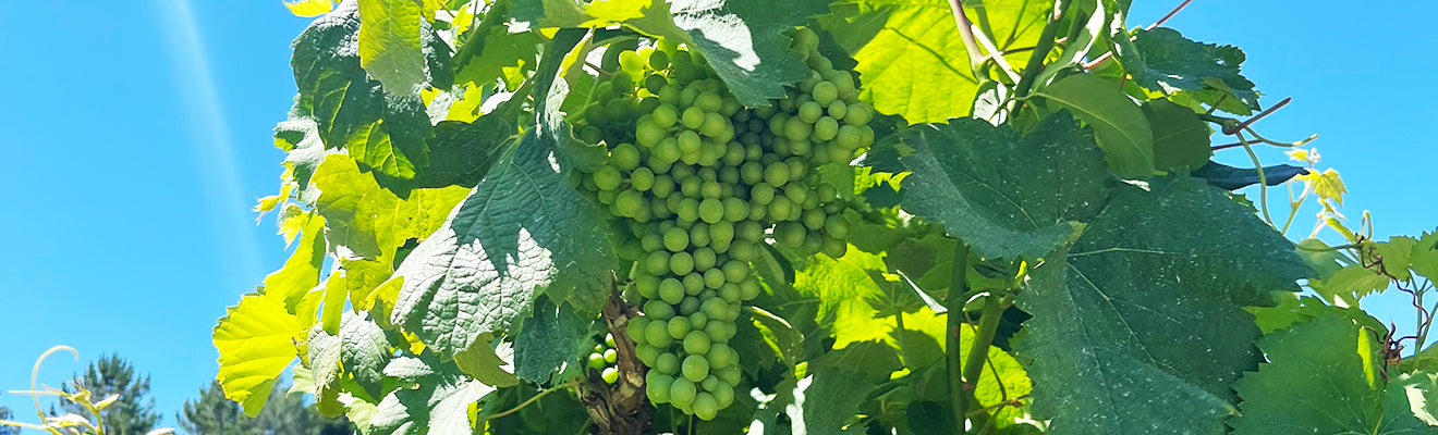 Avesso – The Vinho