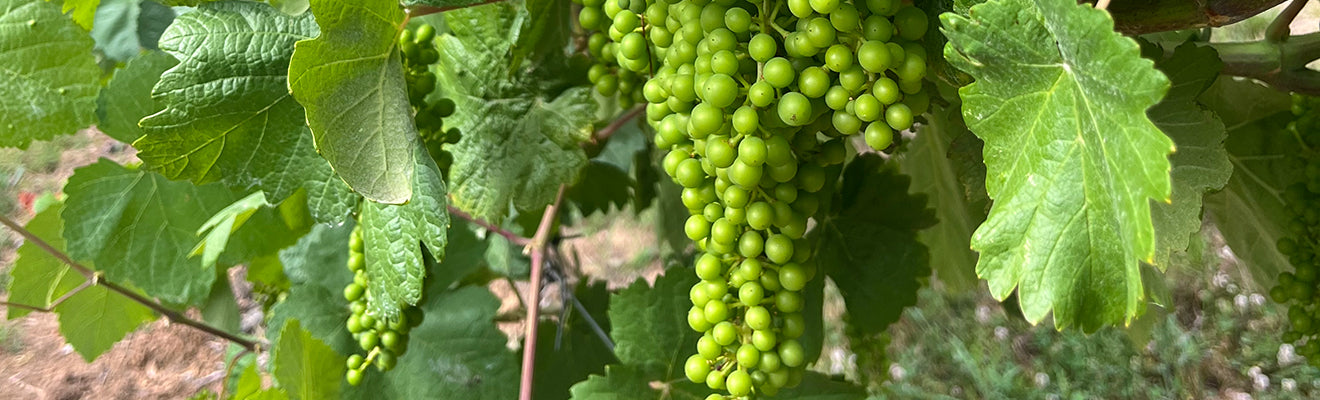 Loureiro – The Vinho